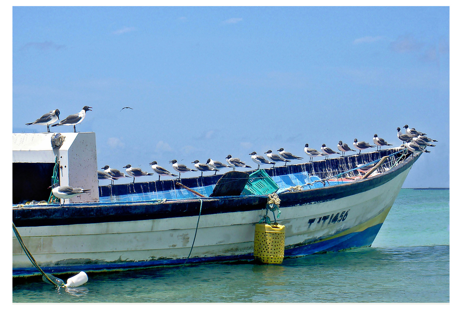 habt acht !!!!! Foto & Bild | tiere, wildlife, wild lebende vögel ...