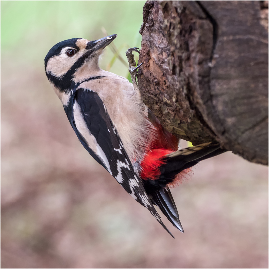 Hacky der Buntspecht ..... Foto & Bild | tiere, wildlife, wild lebende ...