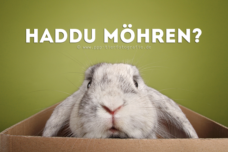 Haddu Möhren? Foto & Bild | tiere, haustiere, nagetiere & kaninchen ...