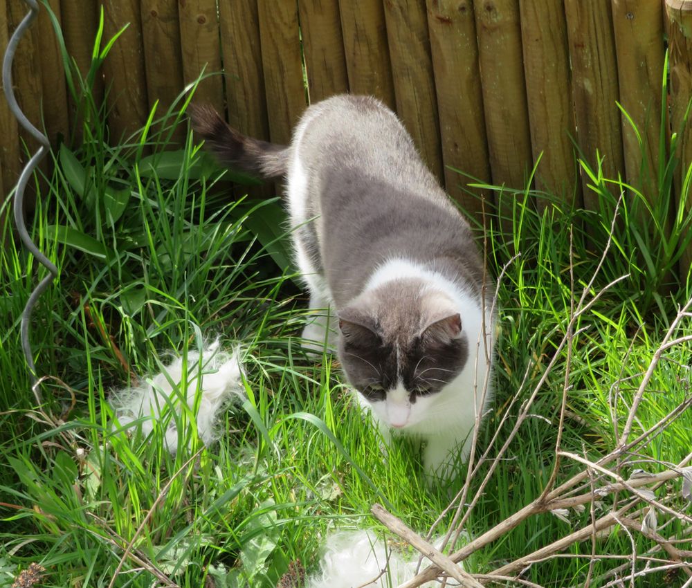 Hä? Foto & Bild | andere tiere, natur, katzen Bilder auf fotocommunity