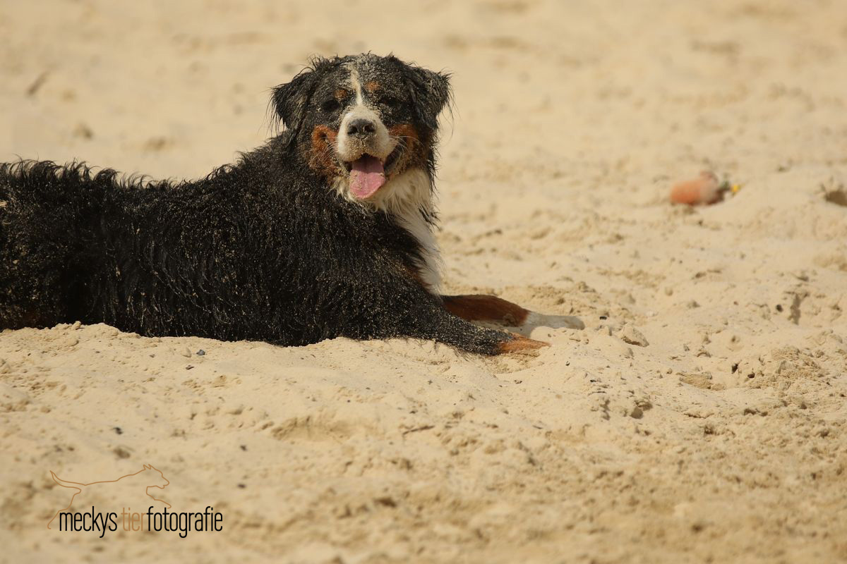 Hääää, ICH dreckig.....niemals :-))) Foto & Bild | tiere, haustiere ...