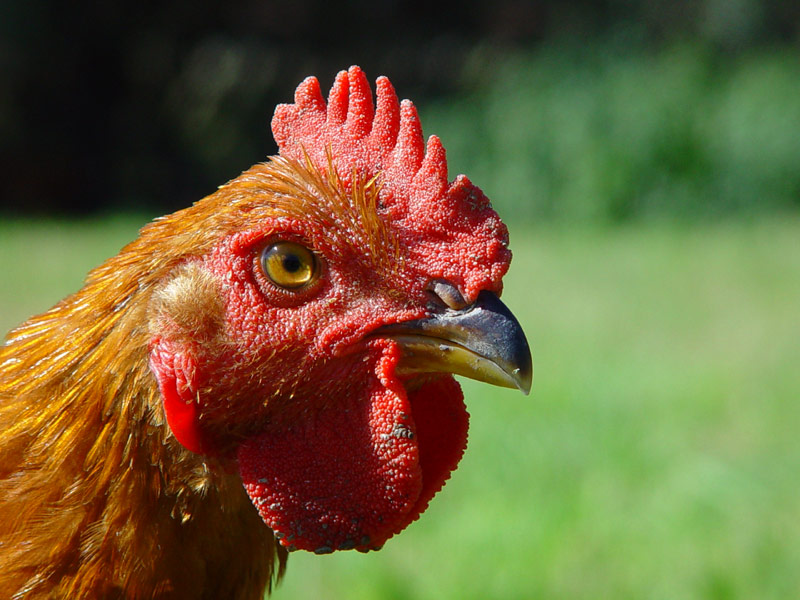 Hähnchen Foto & Bild | tiere, haustiere, natur Bilder auf fotocommunity