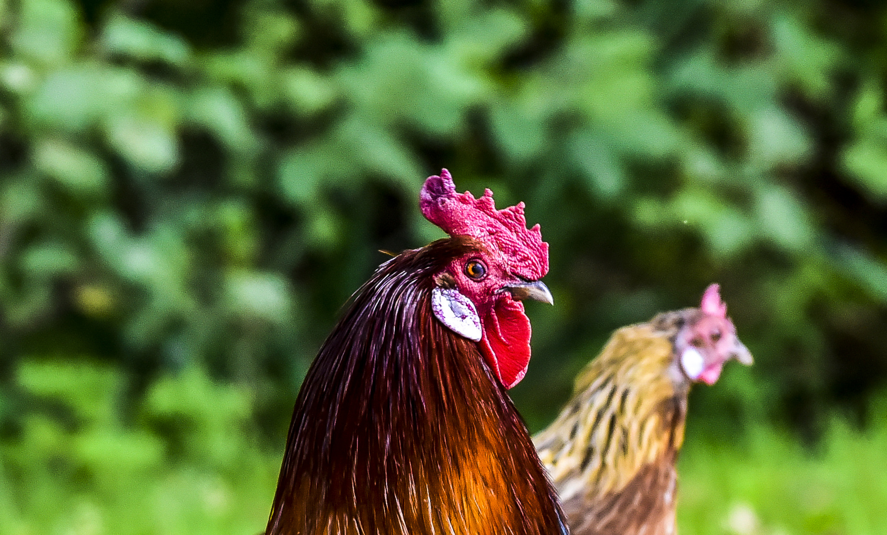 Hähne Foto & Bild | fotos, dokumentation, outdoor Bilder auf fotocommunity