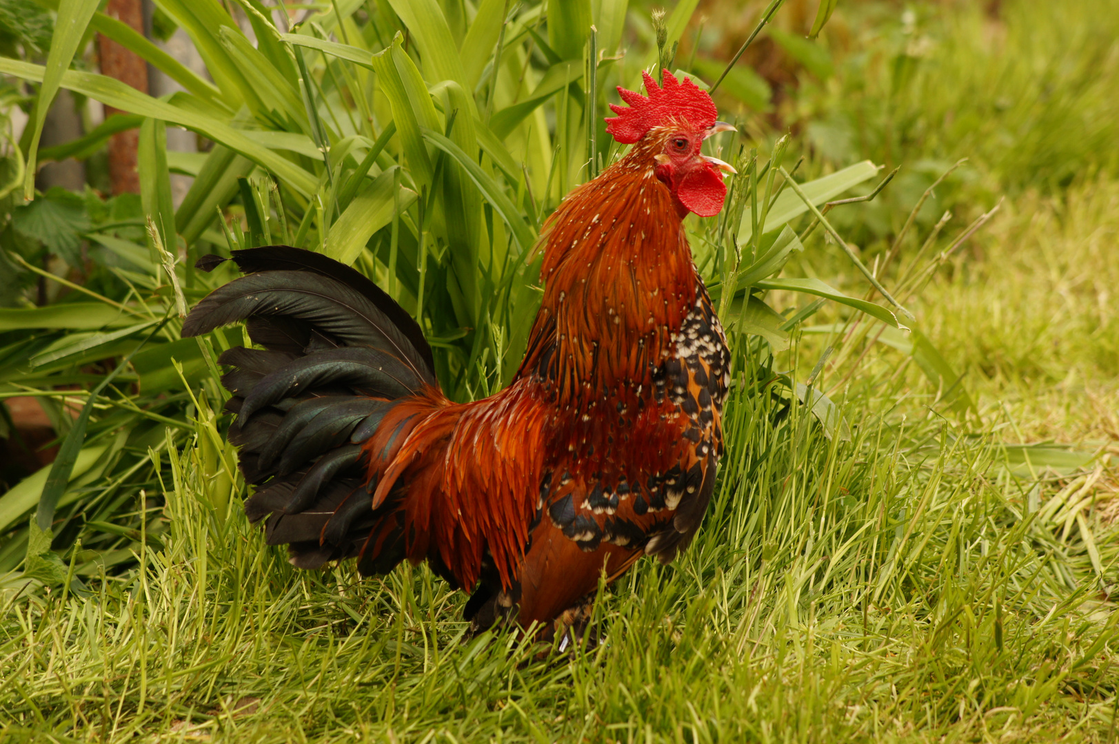 Hähnekrähen Federfüßige Zwerghühner goldporzelanfarbig Foto & Bild ...