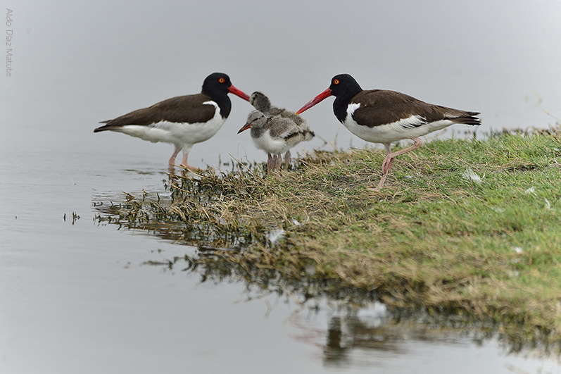 Haematopus palliatus Imagen & Foto | animales, aves, pantanos de villa ...