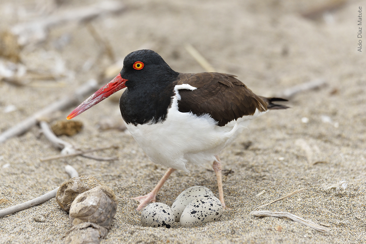 Haematopus palliatus Imagen & Foto | animales, aves, pantanos de villa ...
