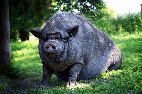 Hängebauchschwein Fotos & Bilder auf fotocommunity