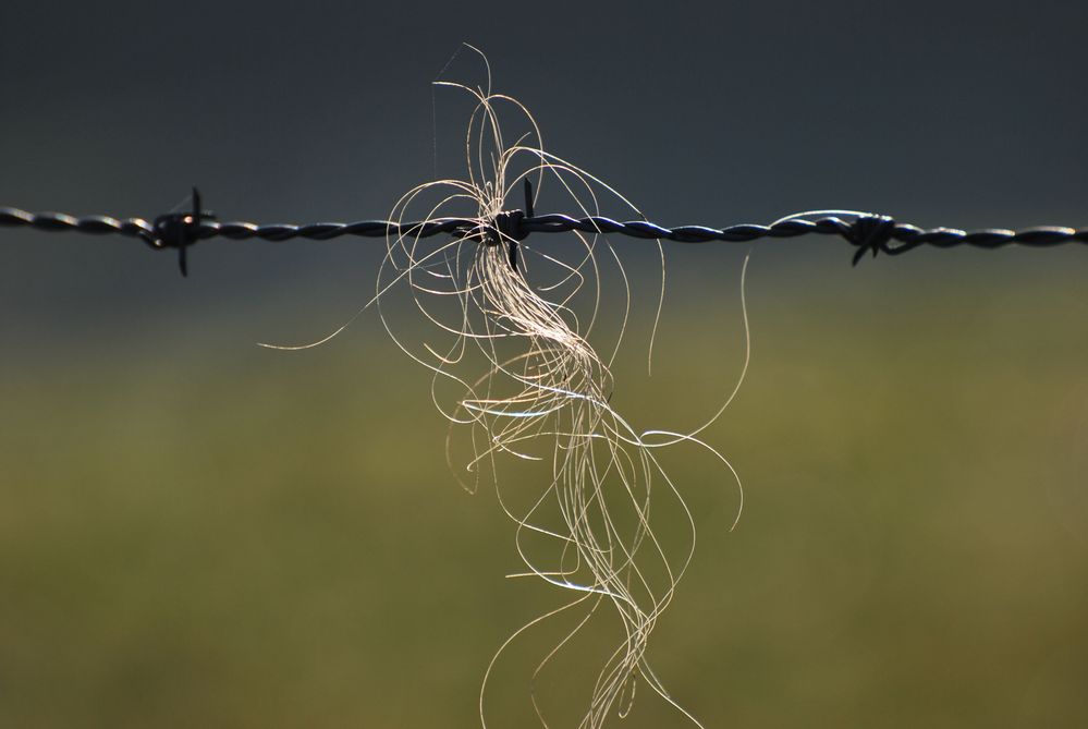 Hängen-geblieben.. Foto & Bild | landschaft, zäune & co., zäune, bänke ...