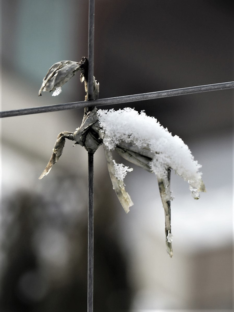 hängen geblieben.... Foto & Bild | natur Bilder auf fotocommunity