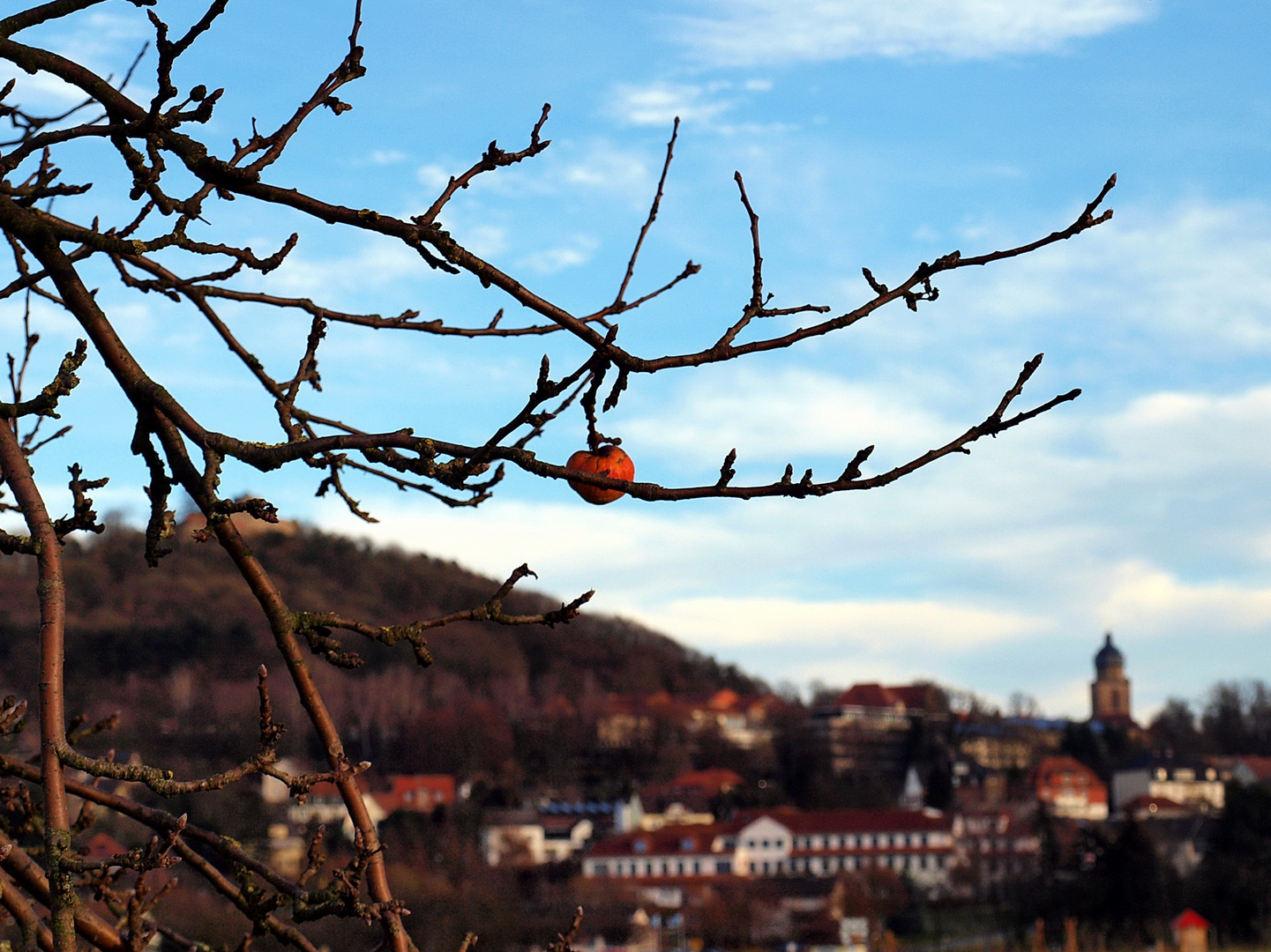 Hängen geblieben Foto & Bild | pflanzen, pilze & flechten, bäume ...