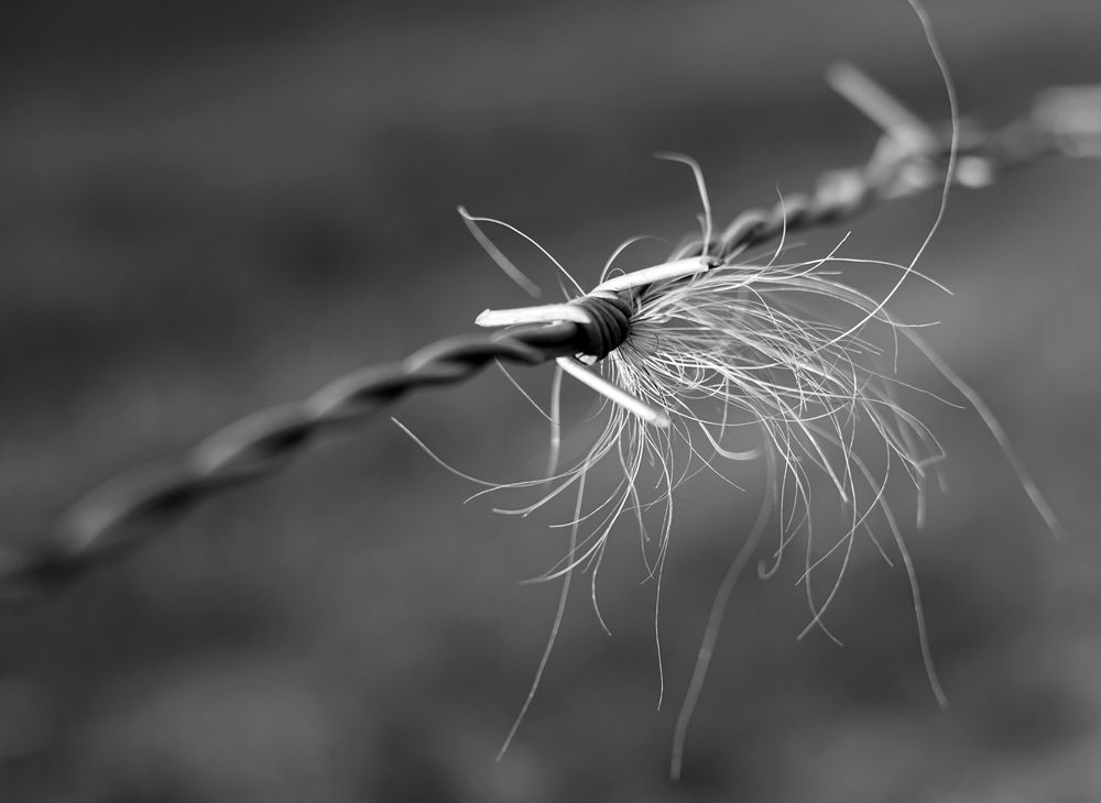 Hängen geblieben Foto & Bild | stillleben, zufällige arrangements ...