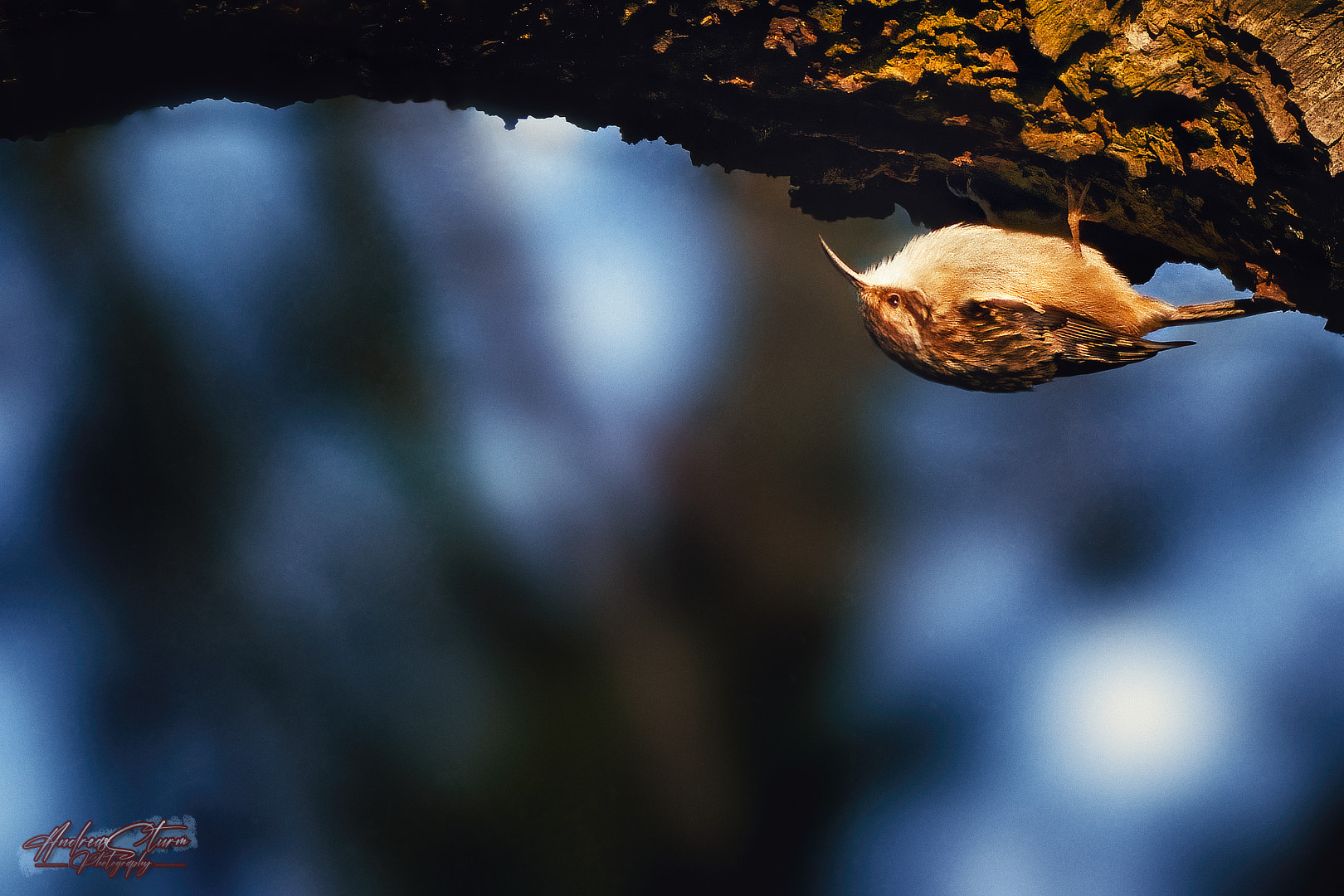 Hängender Baumläufer ... uiiii ;) Foto & Bild | deutschland, europe ...