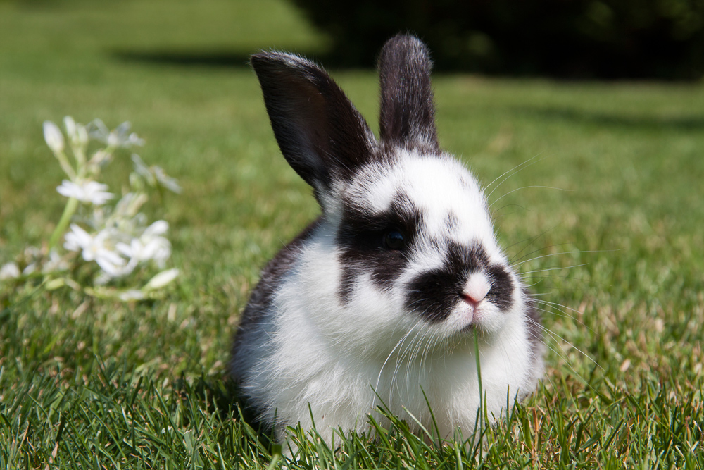 Häschen Foto & Bild | tiere, tierkinder, natur Bilder auf fotocommunity