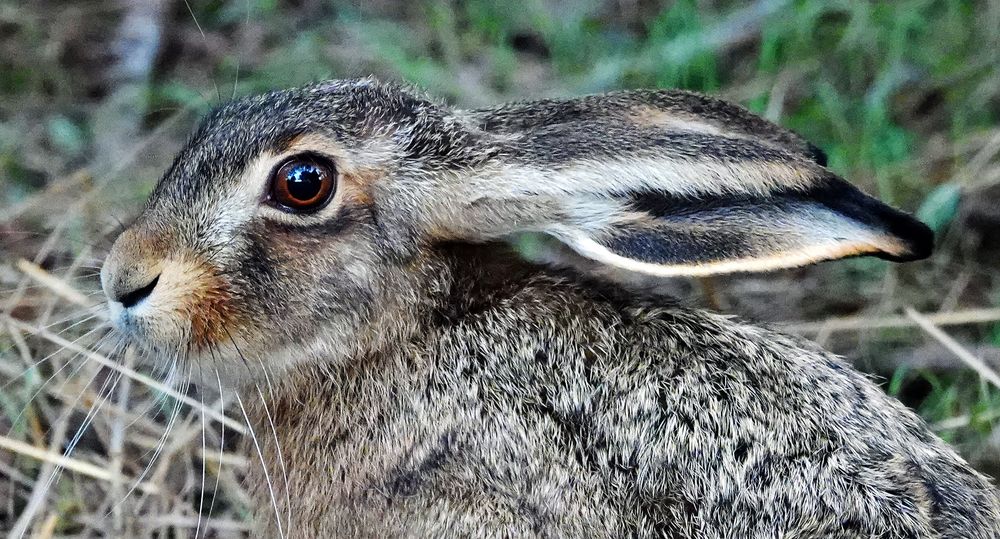 Häschen am Wegesrand... Foto & Bild | tiere, wildlife, säugetiere ...