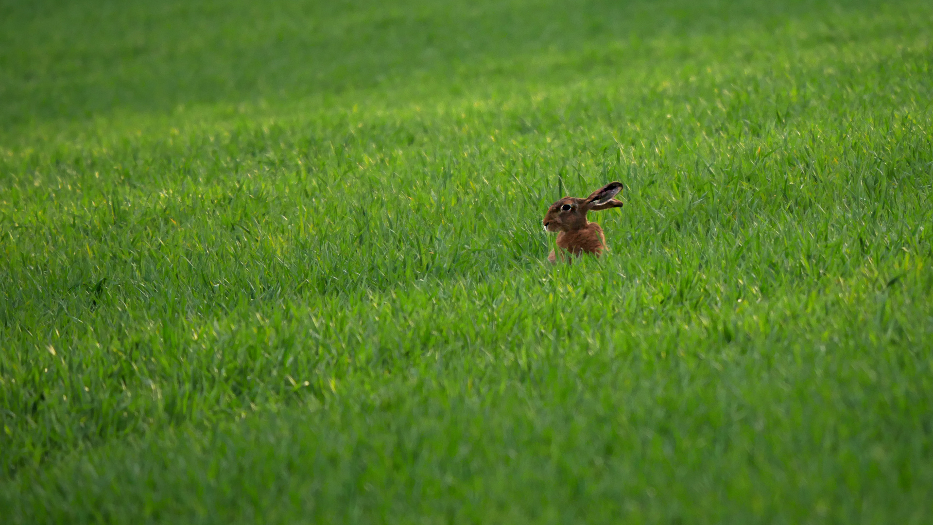 Häschen Foto & Bild | tiere, wildlife, säugetiere Bilder auf fotocommunity