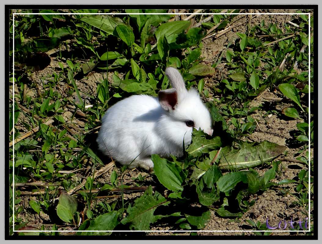 Häschen. Foto & Bild | tiere, versch. tiere / vöge, natur Bilder auf ...