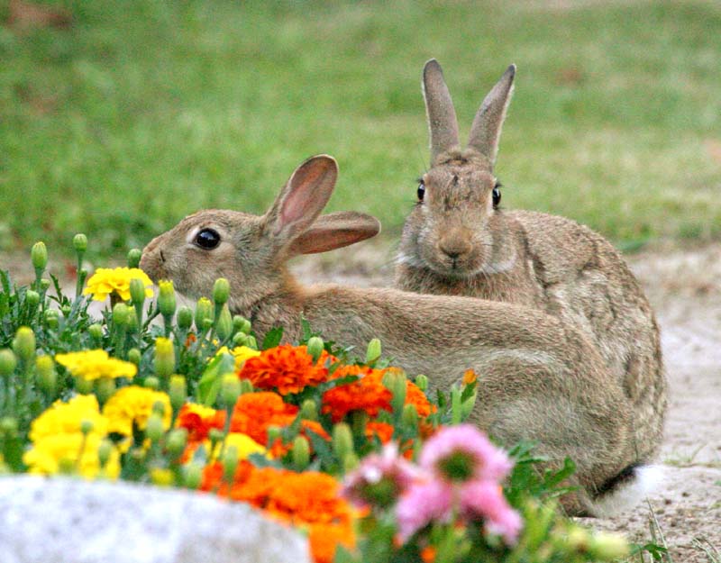 Häschen-FotoStory-Teil 1 Foto & Bild | tiere, wildlife, säugetiere ...