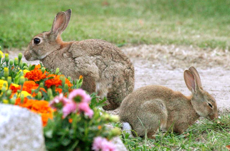 Häschen-FotoStory-Teil 4 Foto & Bild | kaninchen Bilder auf fotocommunity