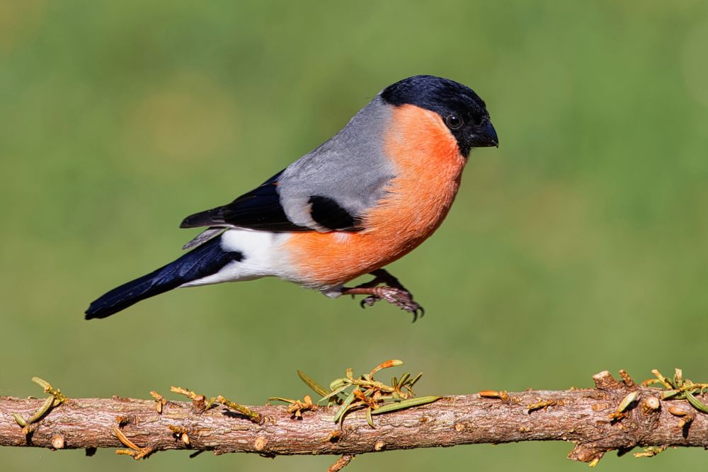 Häschen hüpf! Foto & Bild | natur, tiere, wildlife Bilder auf fotocommunity