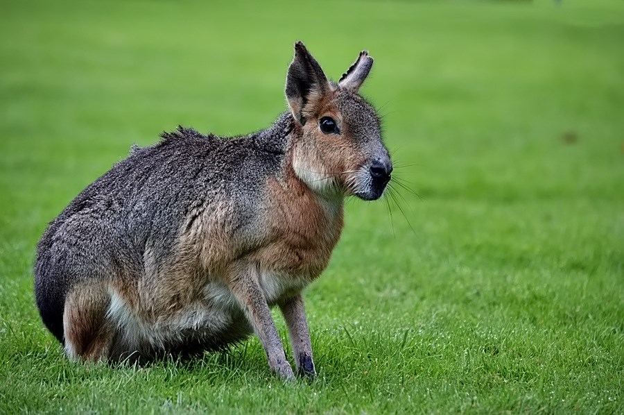 Häschen hüpf !!! Foto & Bild | tiere, zoo, wildpark & falknerei ...