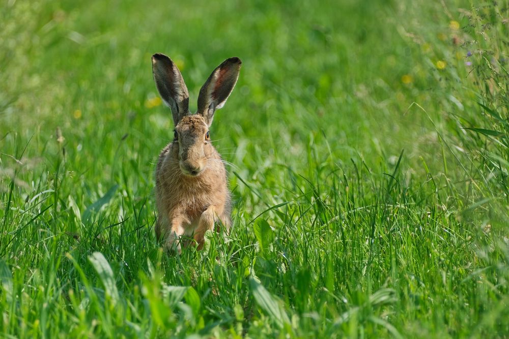 Häschen im Weinberg Foto & Bild | tiere, wildlife, säugetiere Bilder ...