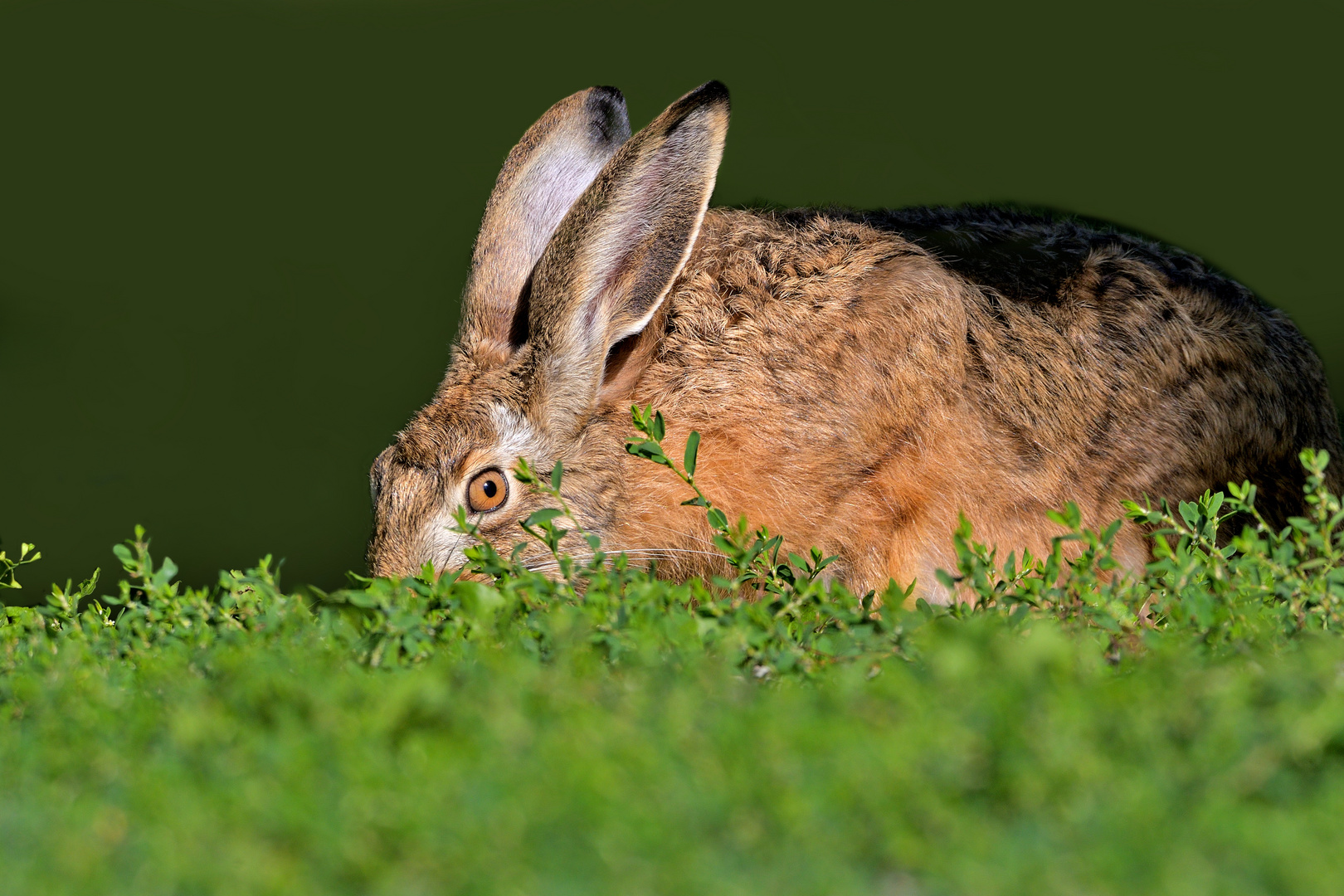 Häschen in der Grube Foto & Bild | tiere, wildlife, wildlife in der ...