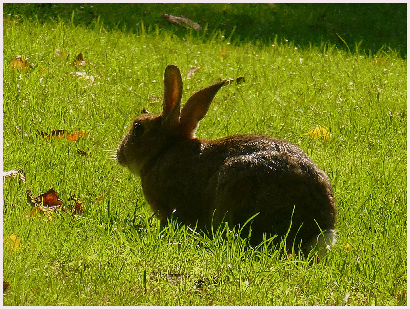 Häschen in der Grube ? Foto & Bild | tiere, wildlife, säugetiere Bilder ...
