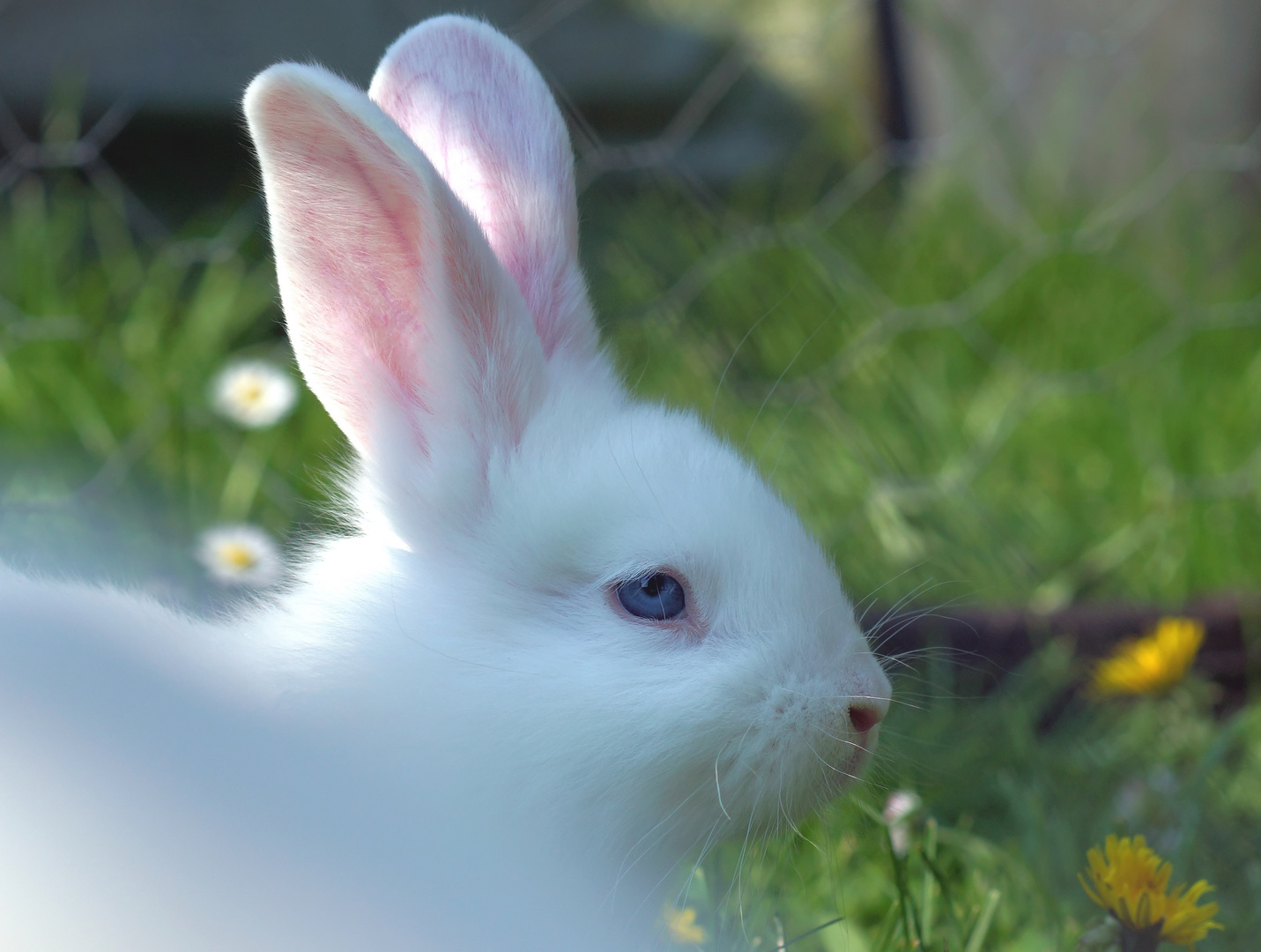 Häschen, mach mal guck... Foto & Bild | tiere, haustiere, nagetiere ...