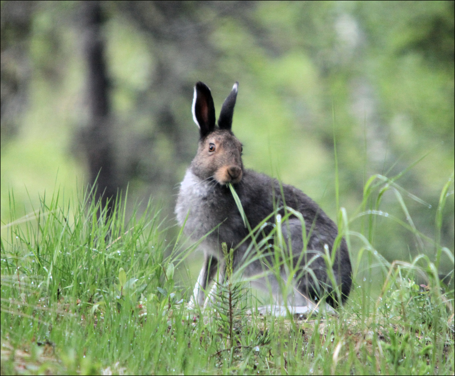 Häschen ohne Schnee Foto & Bild | tiere, wildlife, säugetiere Bilder ...