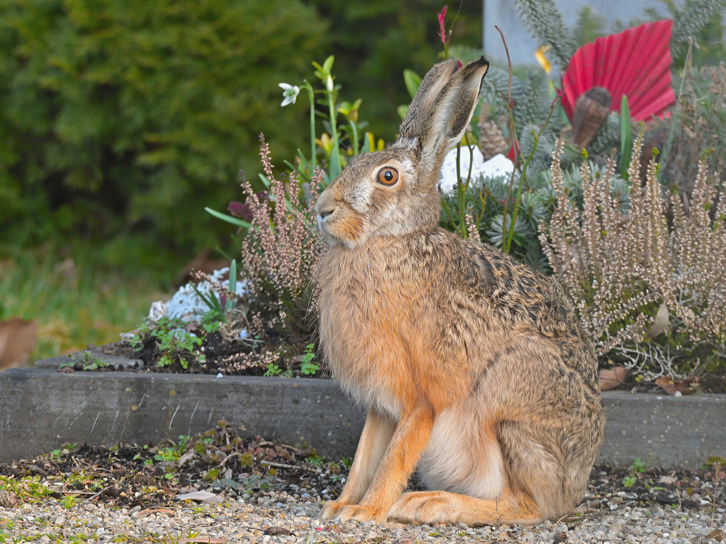 Häschen vor der Grube Foto & Bild | tiere, wildlife, säugetiere Bilder ...