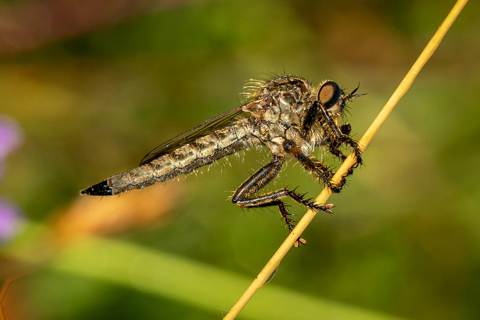 Hässliche Fliege Foto & Bild | tiere, wildlife, insekten Bilder auf ...