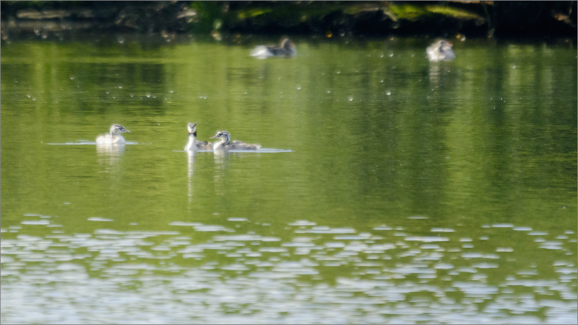Häubchen 12 Foto & Bild | park, münchen, natur Bilder auf fotocommunity