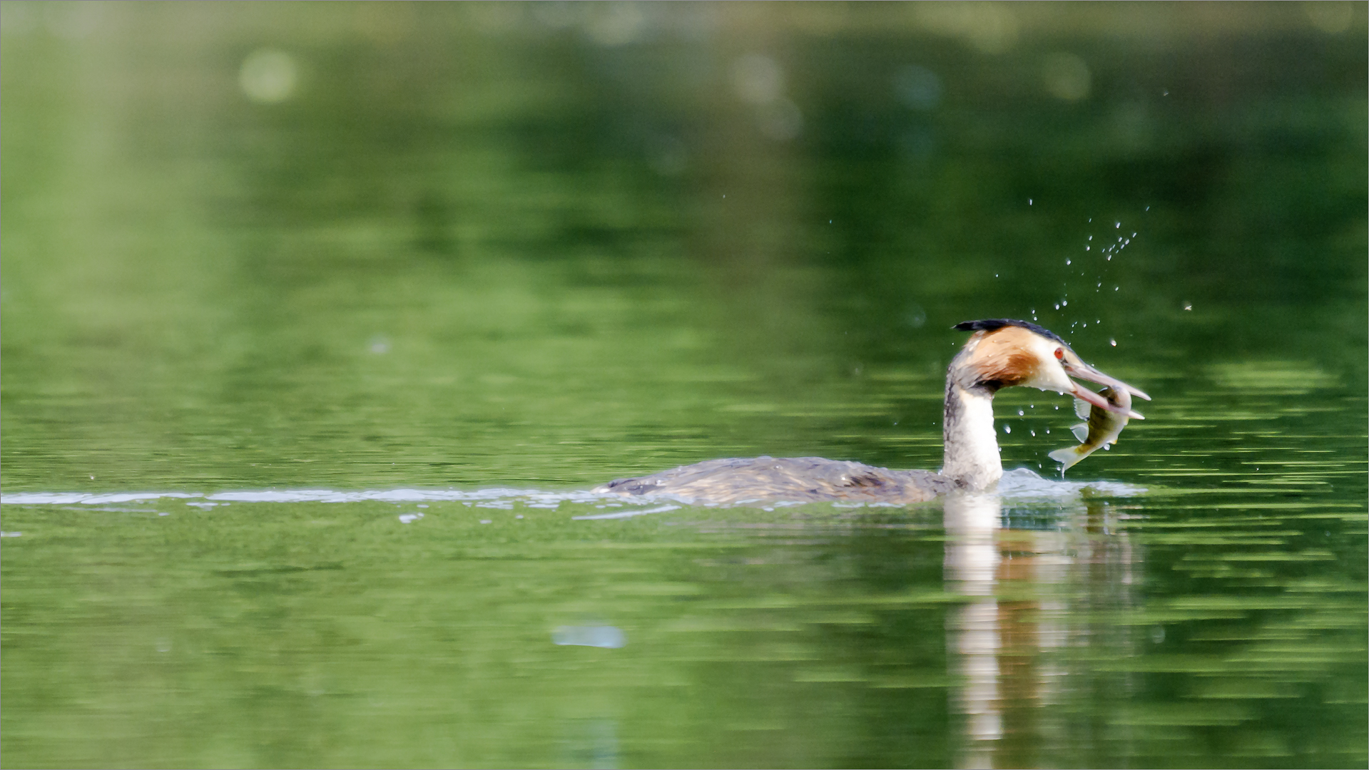 Häubchen 8 Foto & Bild | münchen, natur, see Bilder auf fotocommunity