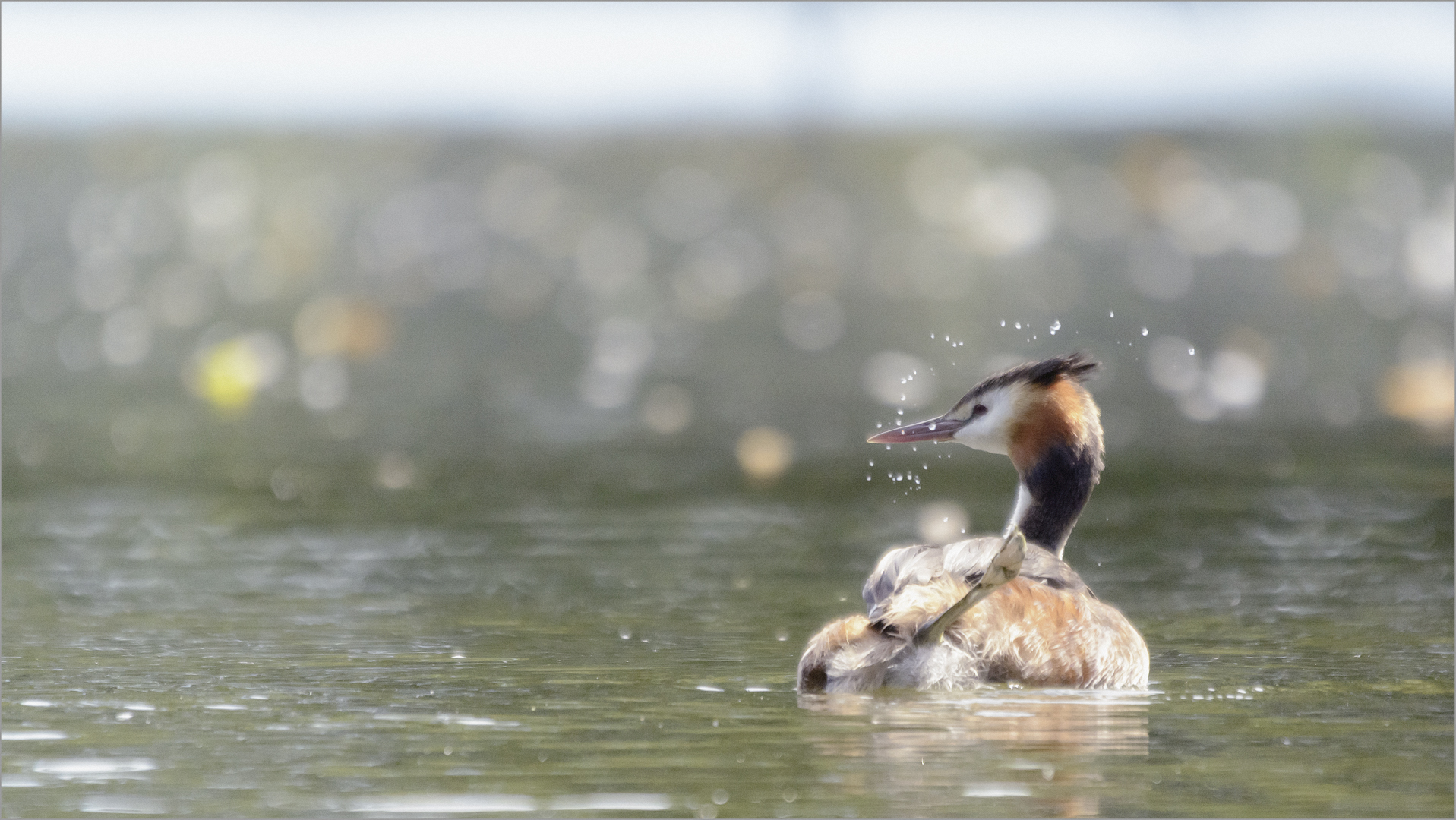 Häubchen 9 Foto & Bild | park, münchen, natur Bilder auf fotocommunity