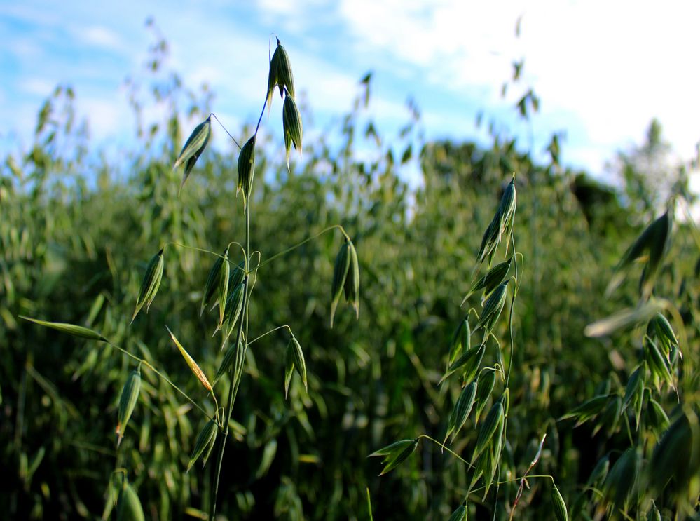 Hafer .. Foto & Bild | grün, feld, natur Bilder auf fotocommunity