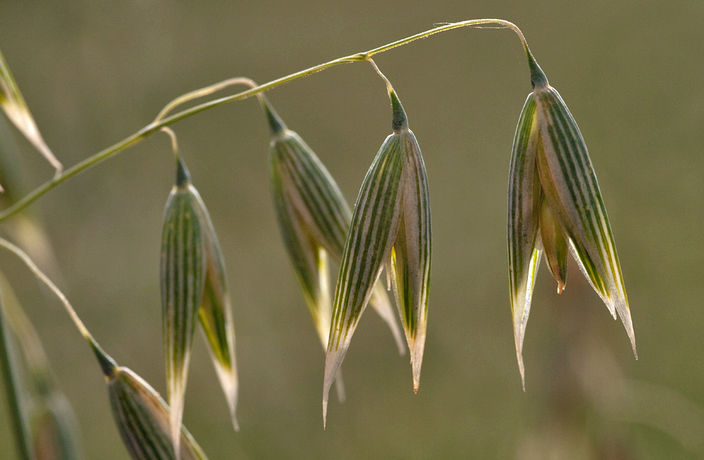 Hafer Foto & Bild | pflanzen, pilze & flechten, getreide und ...