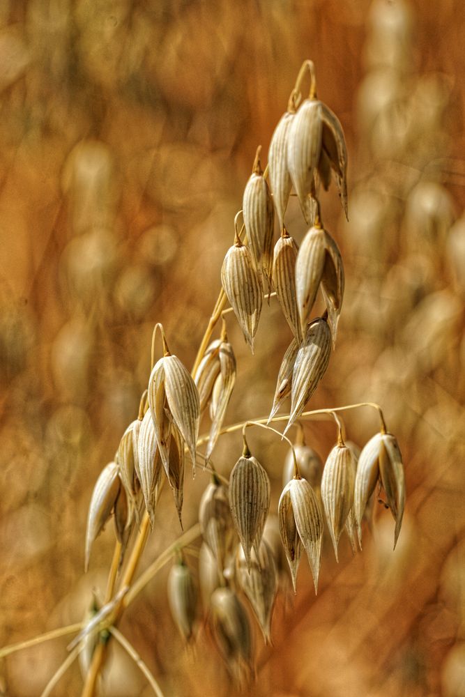 Hafer Foto & Bild | sommer, makro, getreide Bilder auf fotocommunity