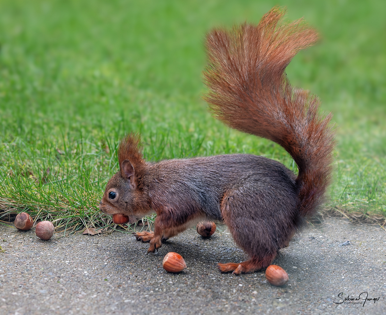 Hafft du Nüffe in den Taffen, hafft du immer waff fu naffen! Foto ... Hafft du Nüffe in den Taffen, hafft du immer waff fu naffen! Foto ...