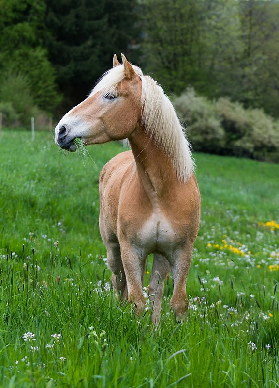 Haflinger Foto & Bild | tiere, haustiere, pferde, esel, maultiere ...