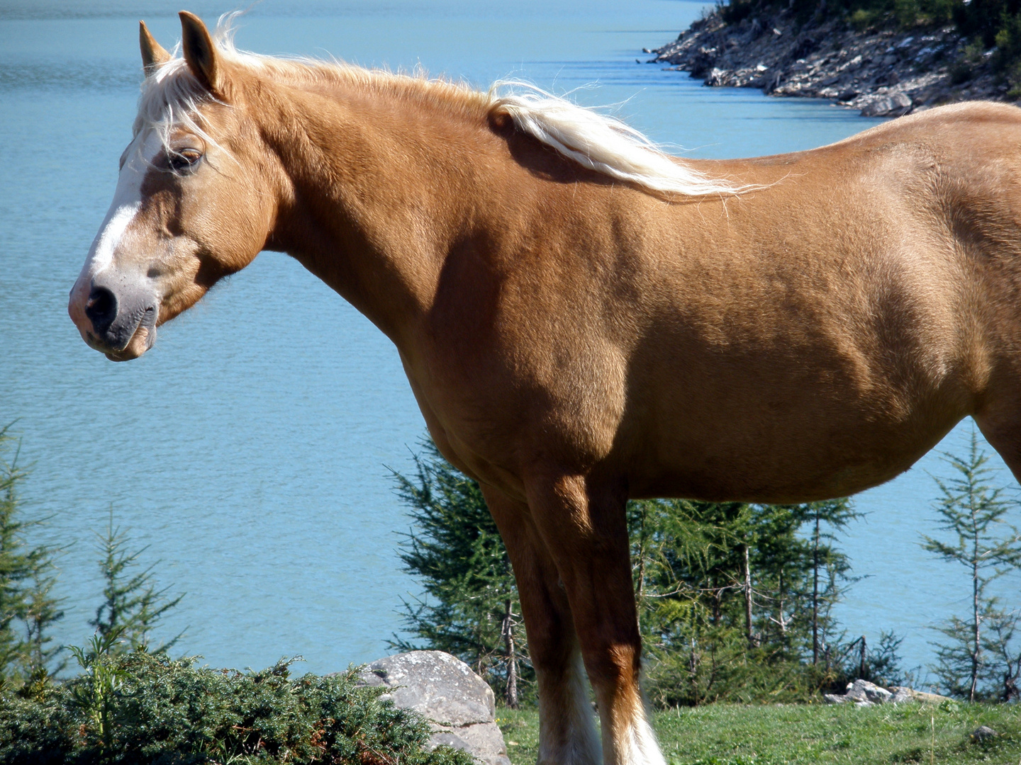 Haflinger Pferd vor Neves-Stausee in Südtirol Foto & Bild | tiere ...