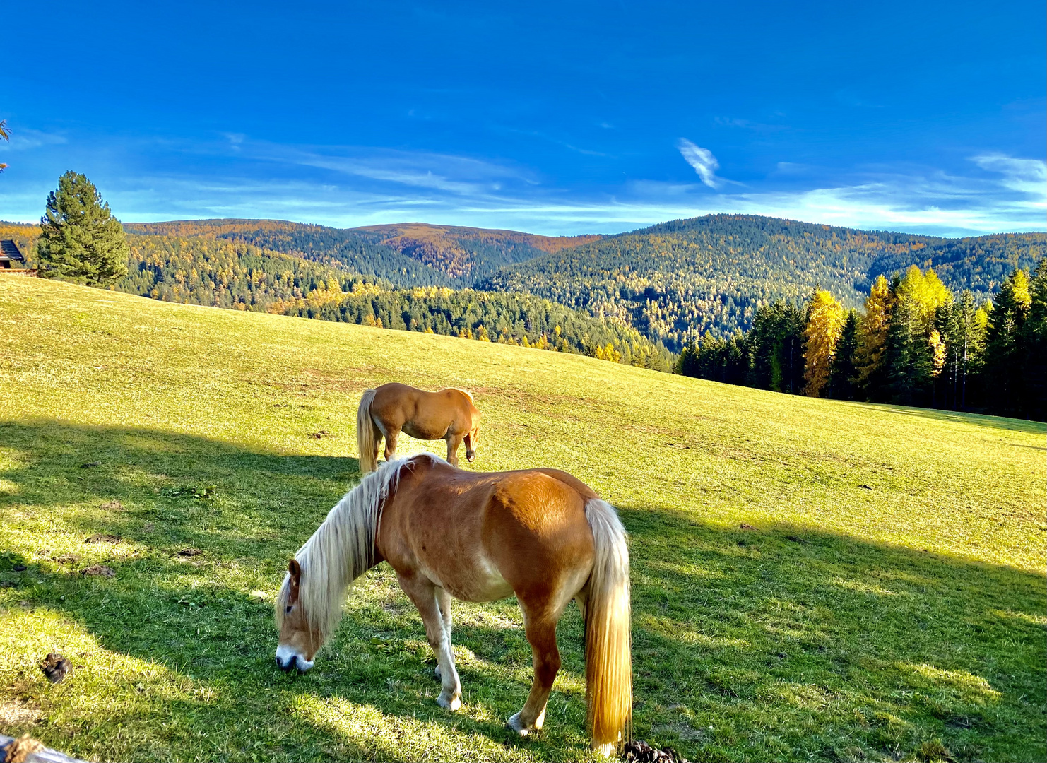 Haflinger Pferde, Südtirol Foto & Bild | Bilder auf fotocommunity