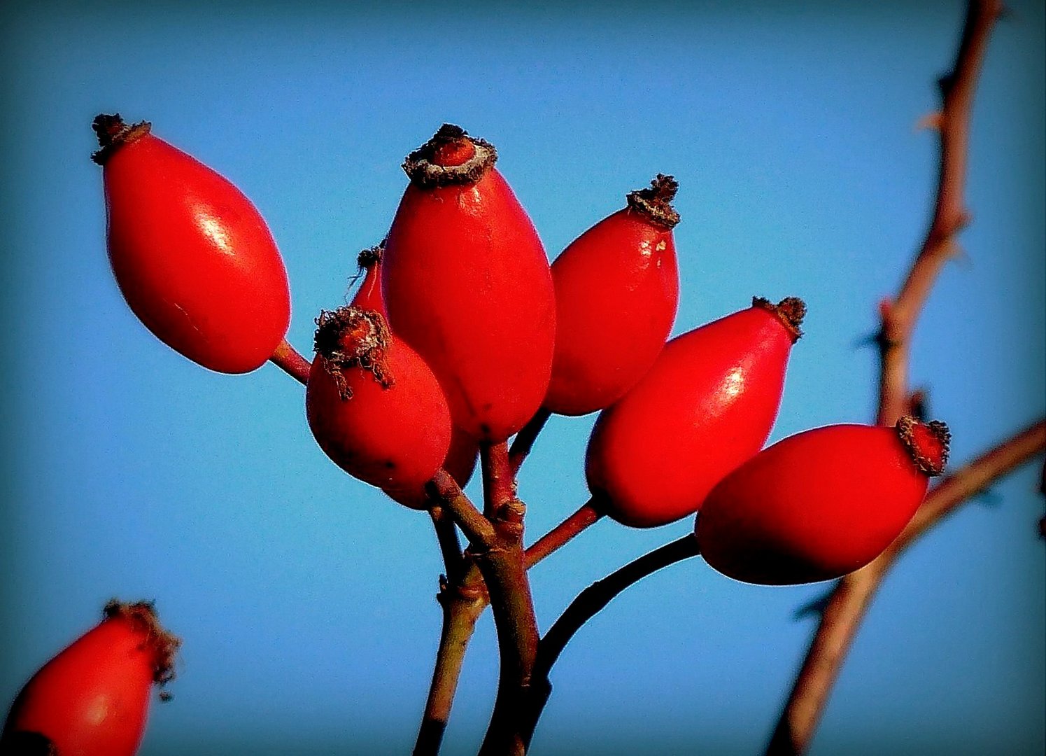 Hagebutte Foto & Bild | pflanzen, pilze & flechten, früchte und beeren ...