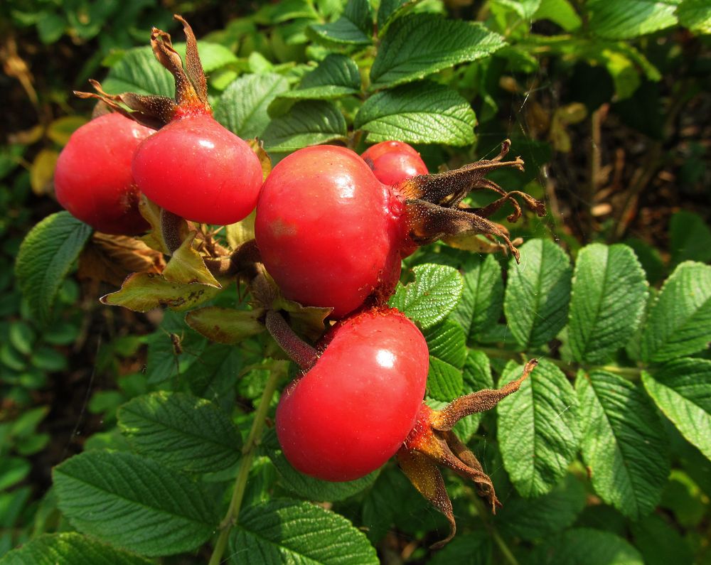 Hagebutte ... Foto & Bild | rot, sommer, grün Bilder auf fotocommunity