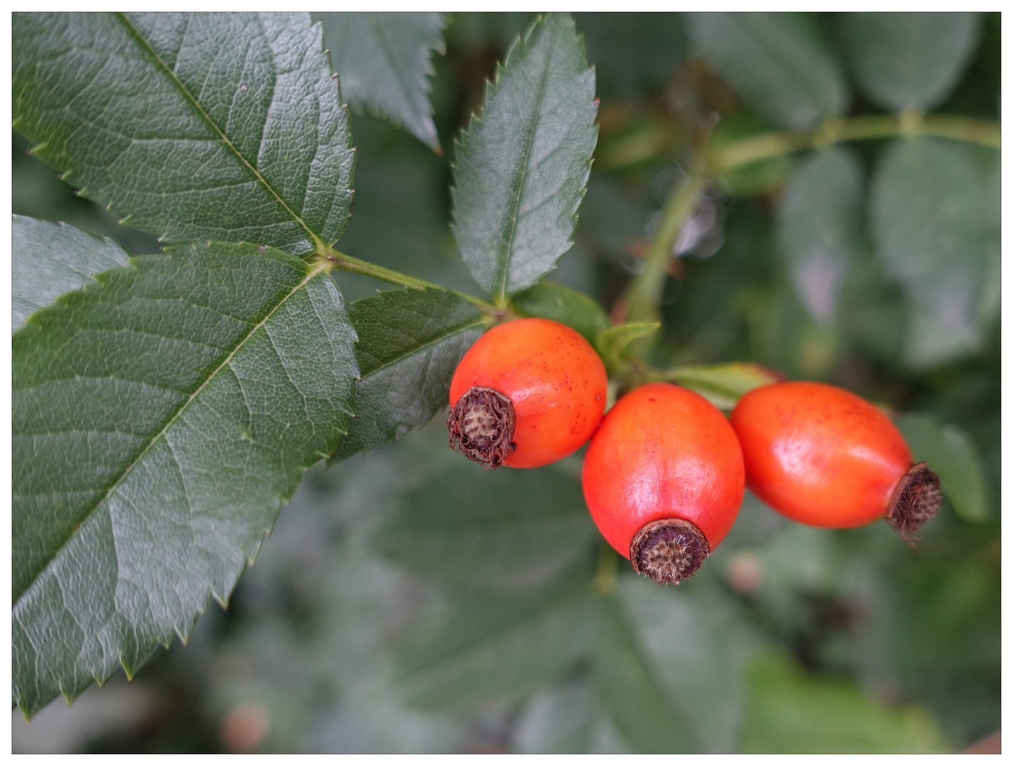 Hagebutte Foto & Bild | pflanzen, pilze & flechten, früchte und beeren ...