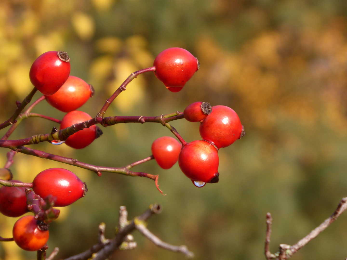 Hagebutte Foto & Bild | pflanzen, pilze & flechten, landschaft, blüten ...