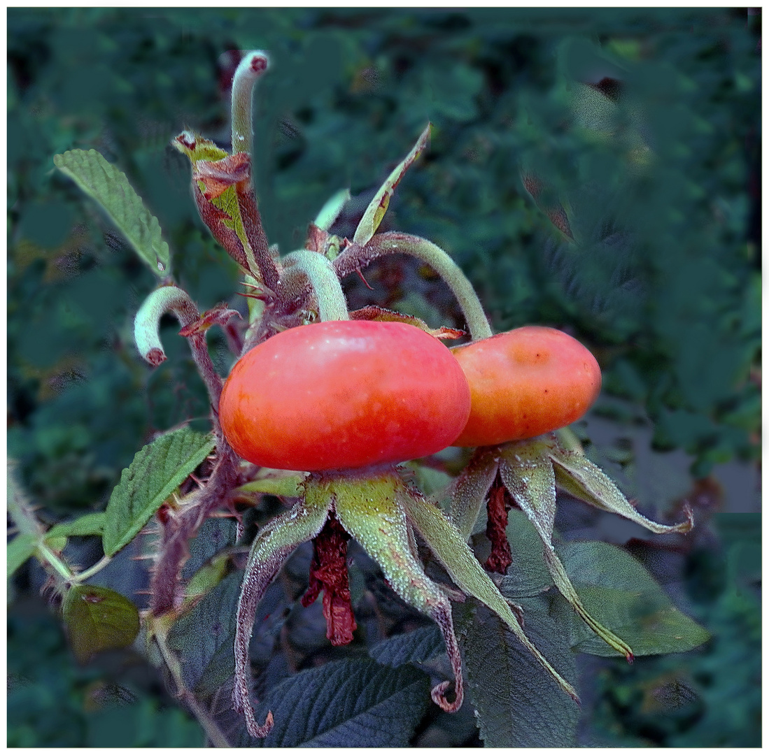 Hagebutte Foto & Bild | fotos, spezial, natur Bilder auf fotocommunity