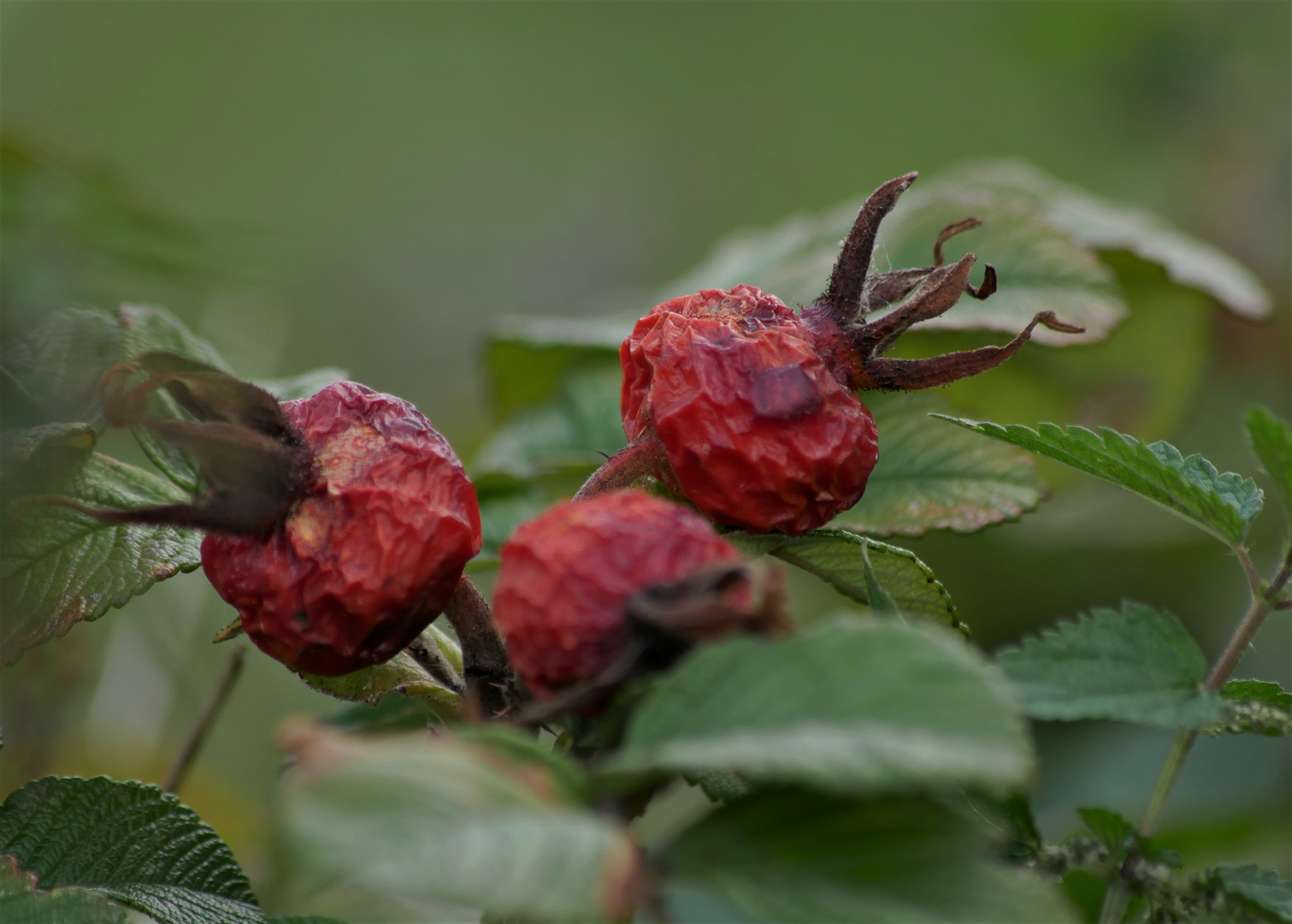 Hagebutte Foto & Bild | natur Bilder auf fotocommunity