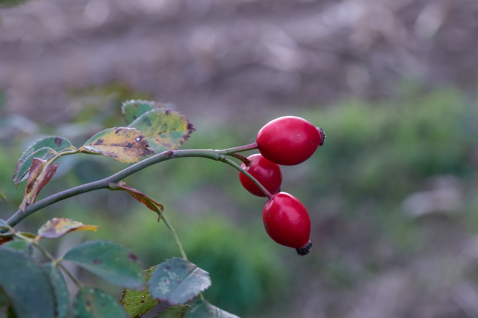 Hagebutte Foto & Bild | rot, natur, frucht Bilder auf fotocommunity