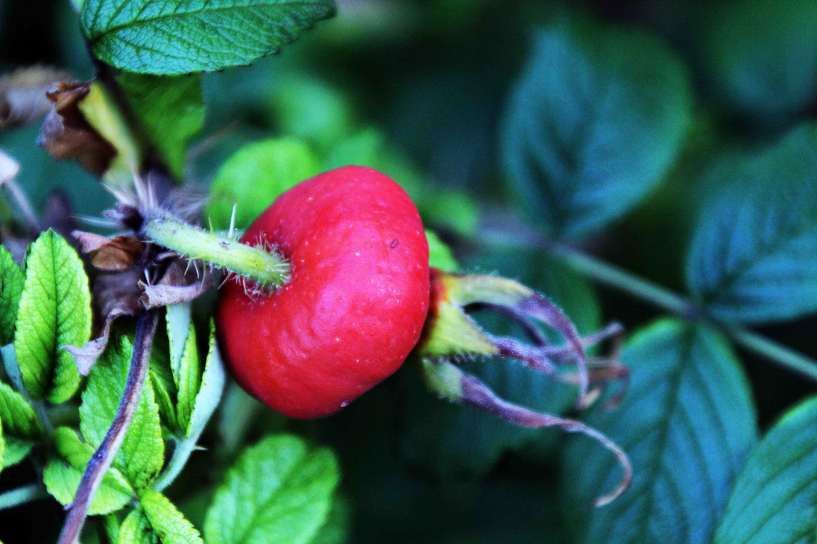 Hagebutte Foto & Bild | jahreszeiten, sommer, fotos Bilder auf ...