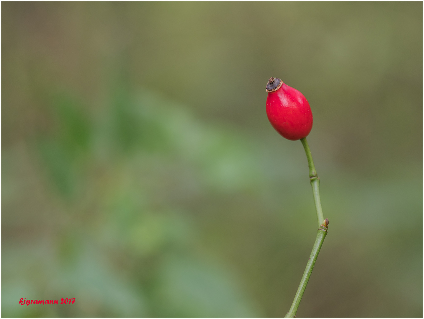 hagebutte..... Foto & Bild | natur, blumen, pflanzen Bilder auf ...